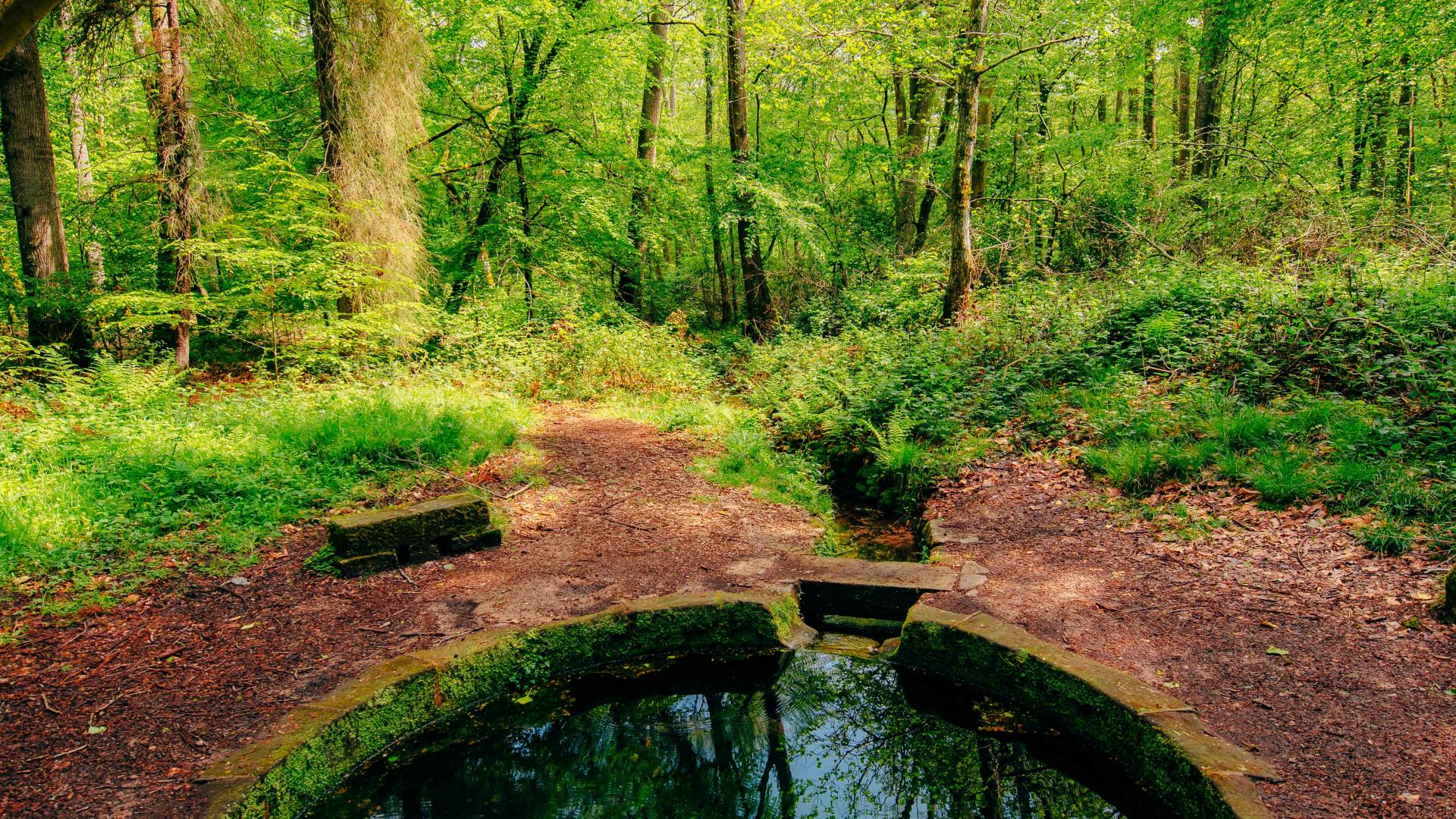 Majestueuse Forêt de Tronçais | Office de tourisme de vallée coeur de ...