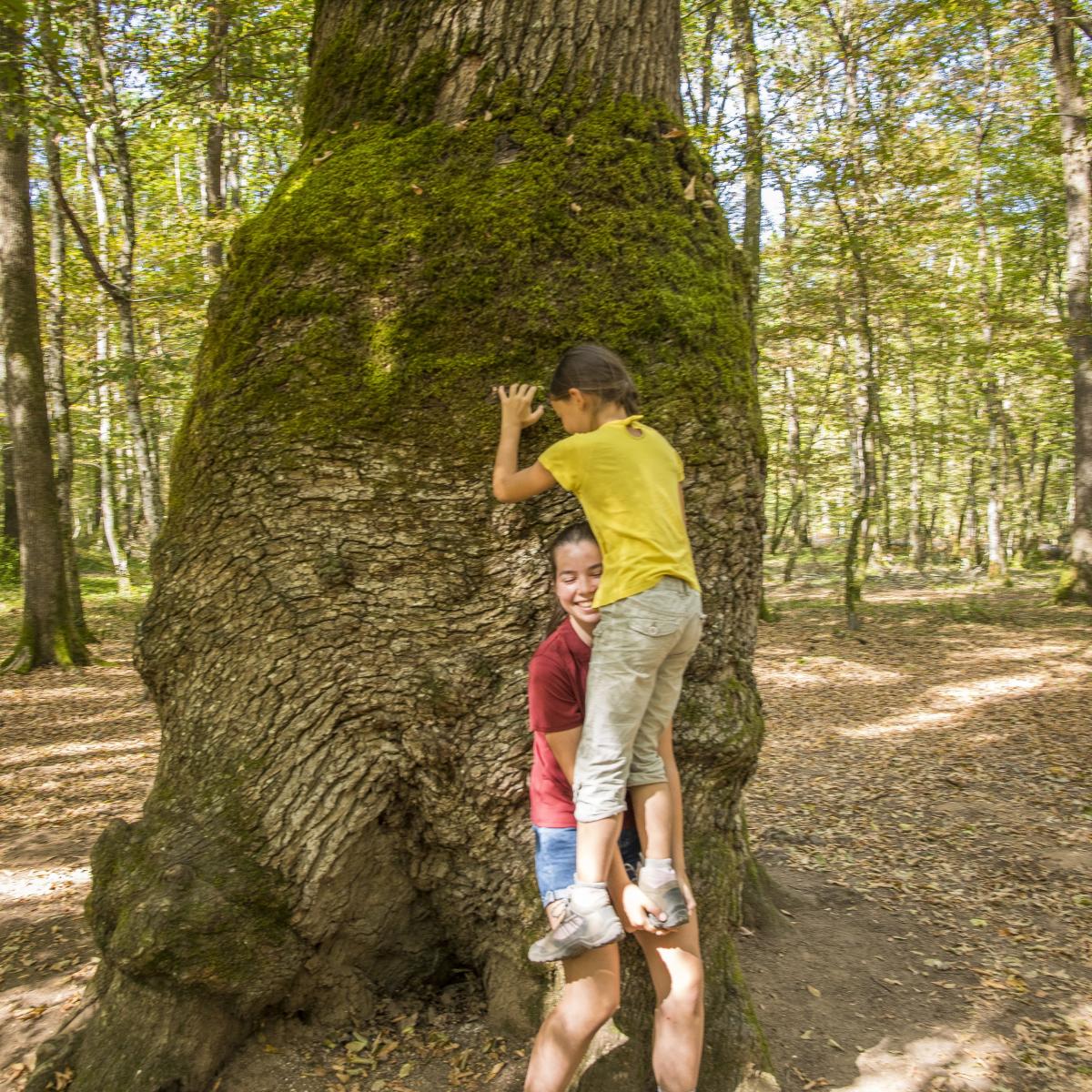 Tronçais Forêt d’Exception | Office de tourisme de vallée coeur de France