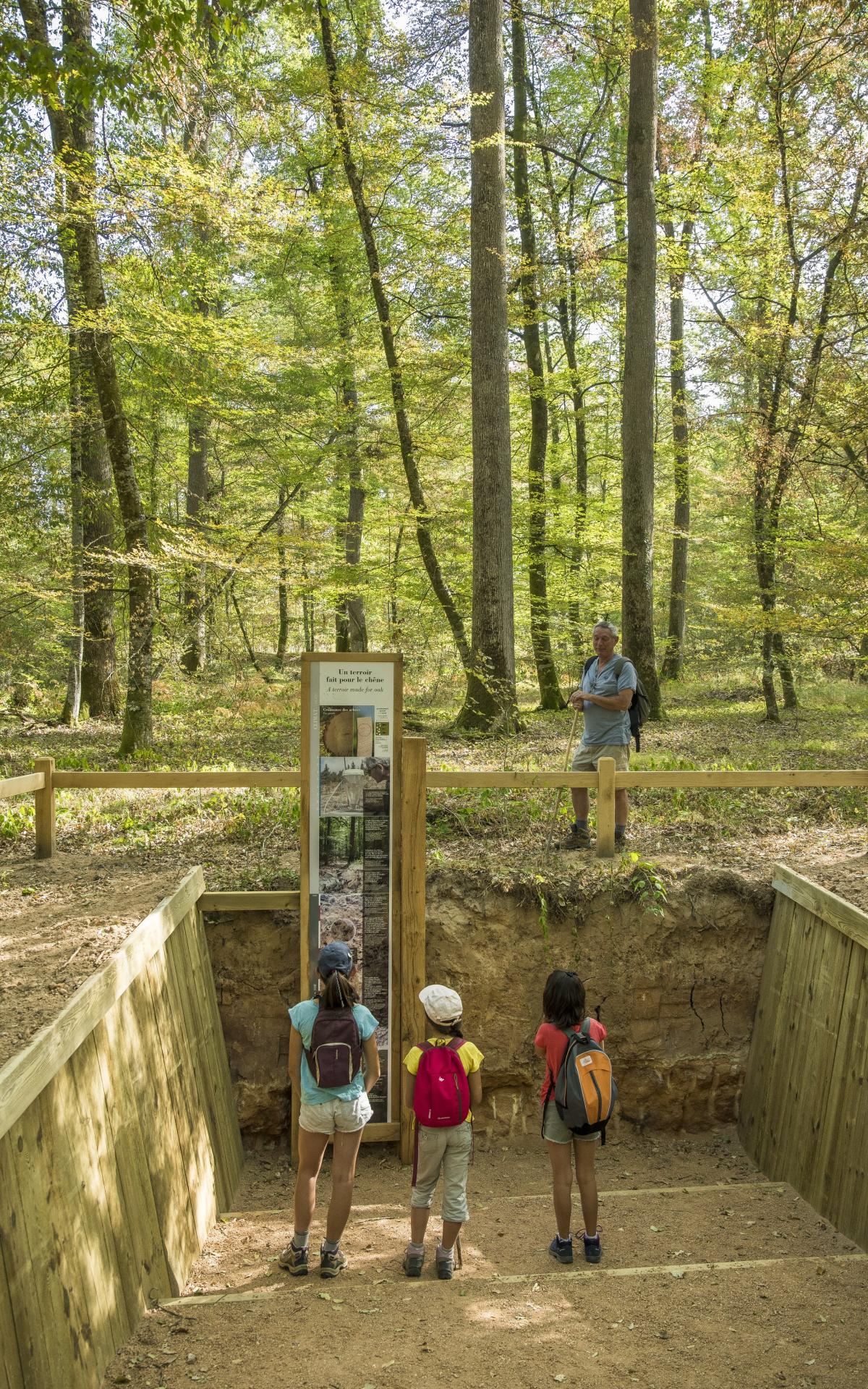 Majestueuse Forêt de Tronçais | Office de tourisme de vallée coeur de ...