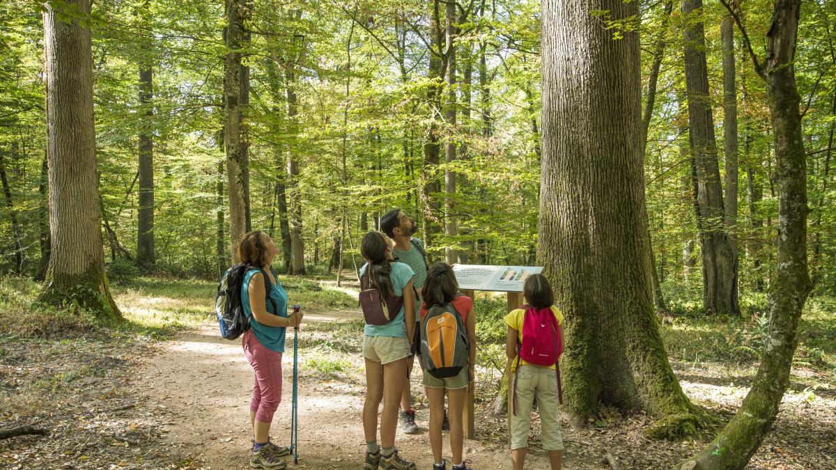 Tronçais Forêt d’Exception | Office de tourisme de vallée coeur de France