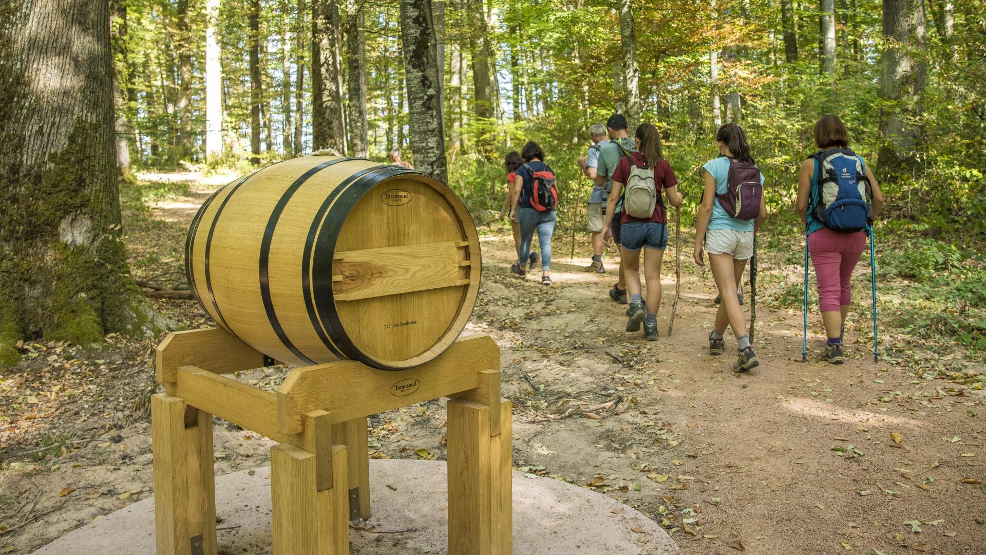 Majestueuse Forêt de Tronçais | Office de tourisme de vallée coeur de ...