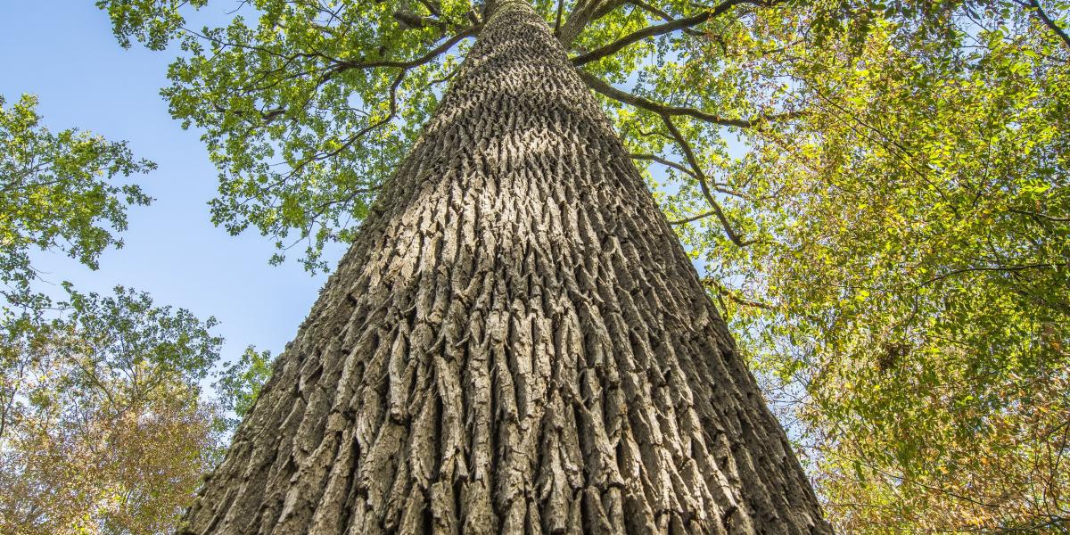 Majestueuse Forêt de Tronçais | Office de tourisme de vallée coeur de ...