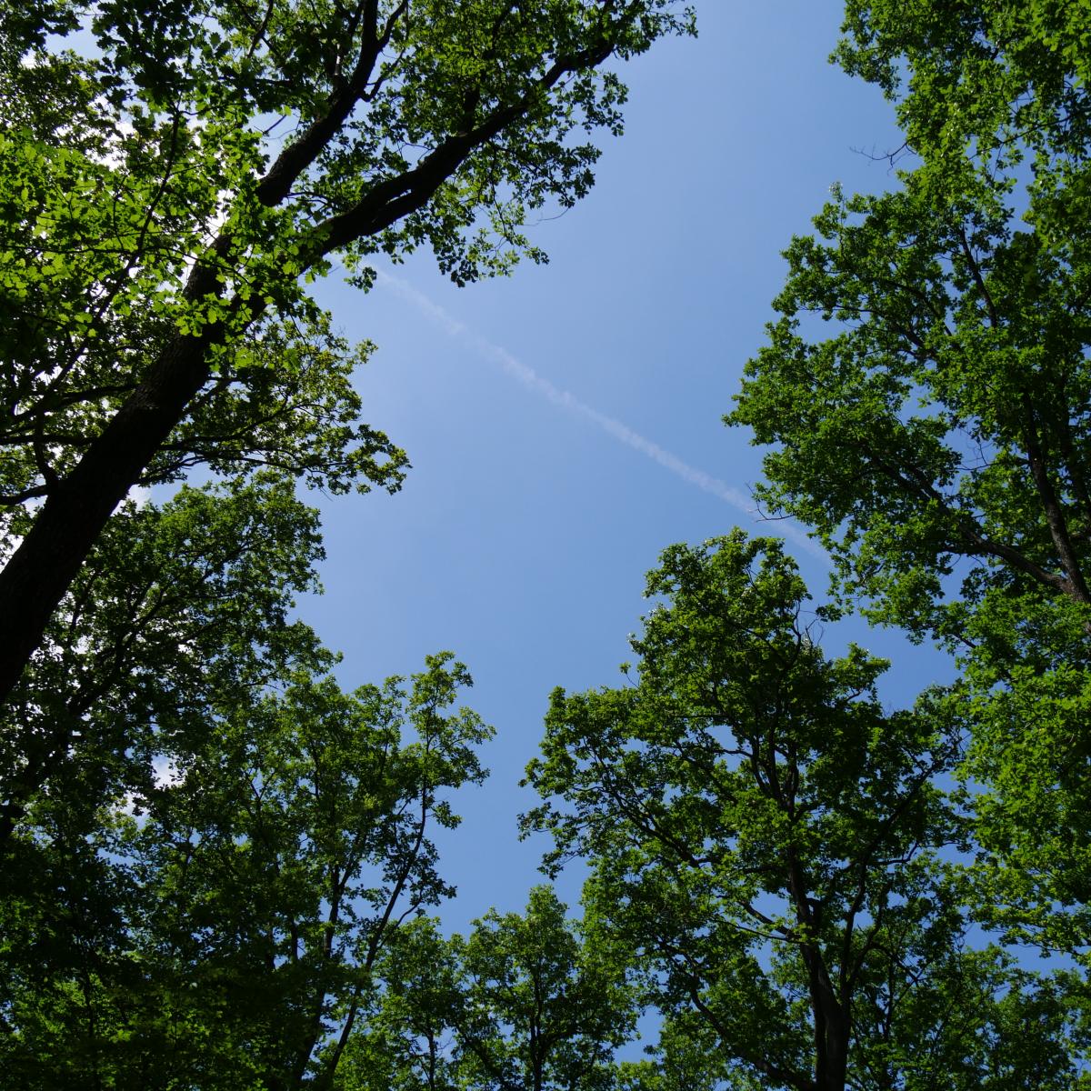 Majestueuse Forêt de Tronçais | Office de tourisme de vallée coeur de ...
