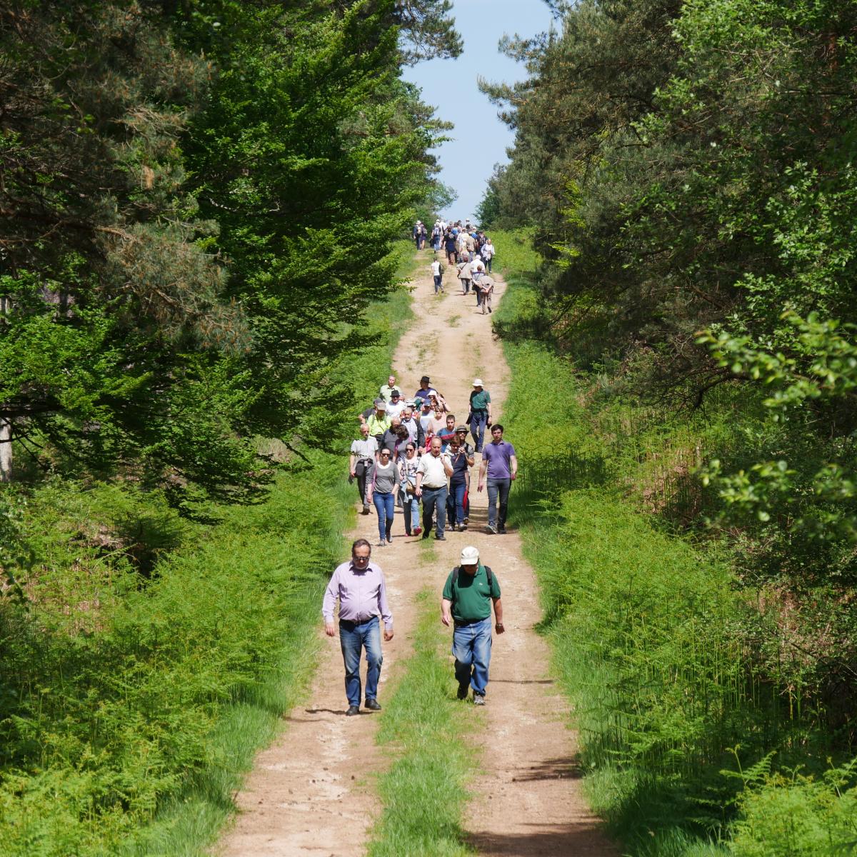 Tronçais Forêt d’Exception | Office de tourisme de vallée coeur de France