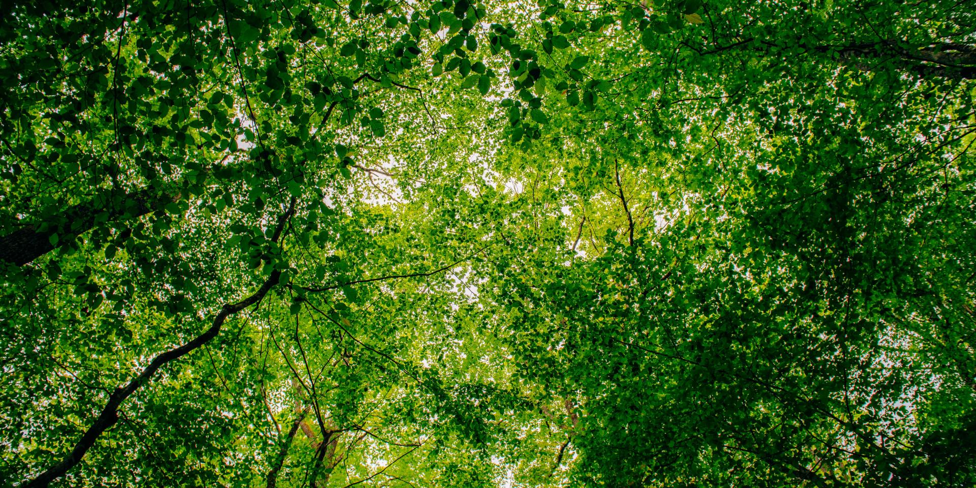 Tronçais Forêt d’Exception | Office de tourisme de vallée coeur de France